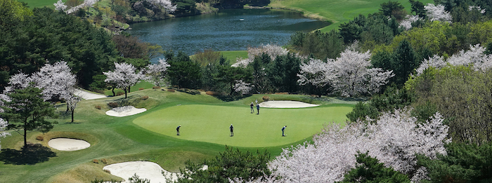 Top 7 Cherry Blossom Golf Course Field Recommendations for 2024 ...